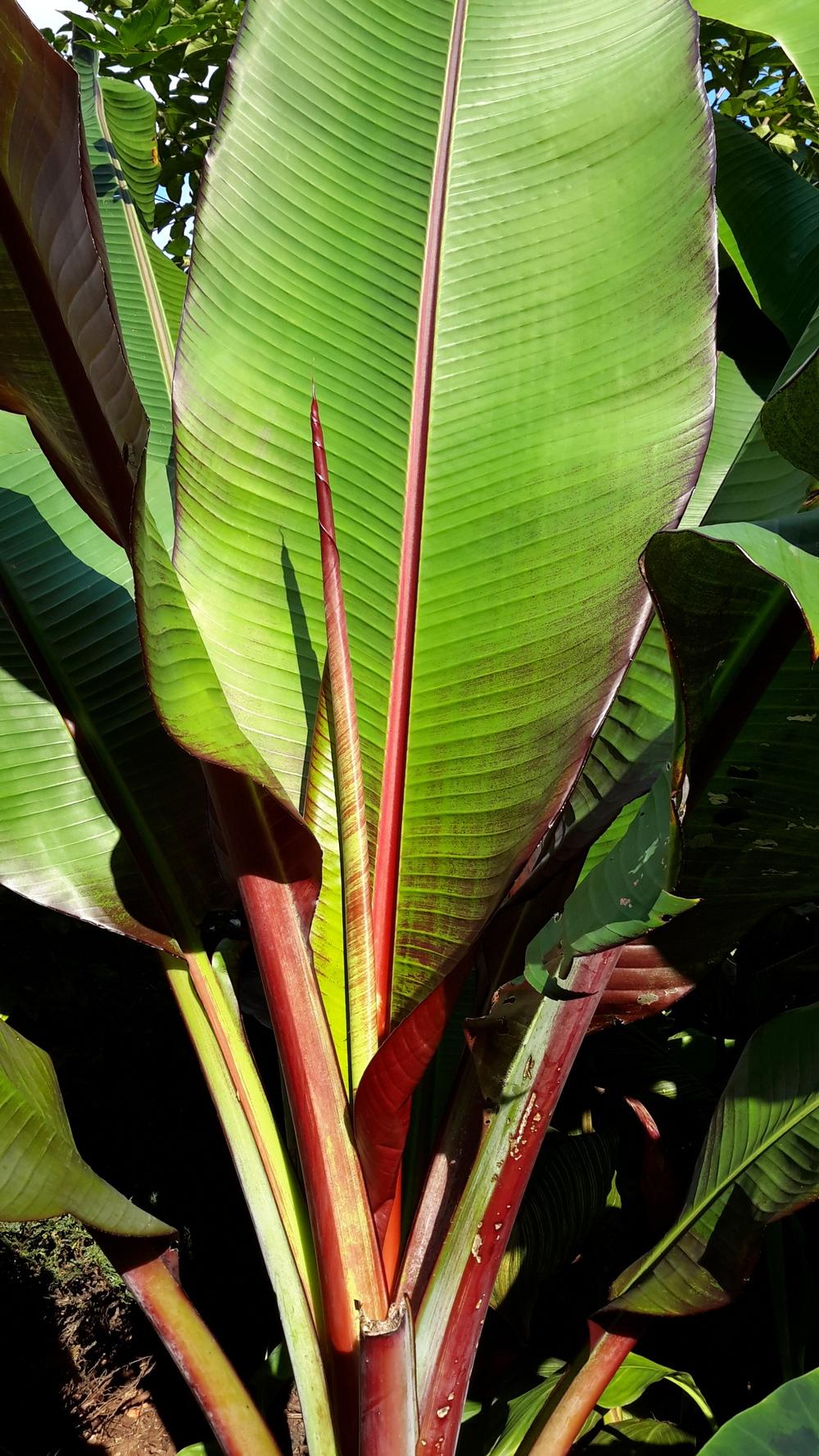 False Bananas: Plant Care and Collection of Varieties - Garden.org