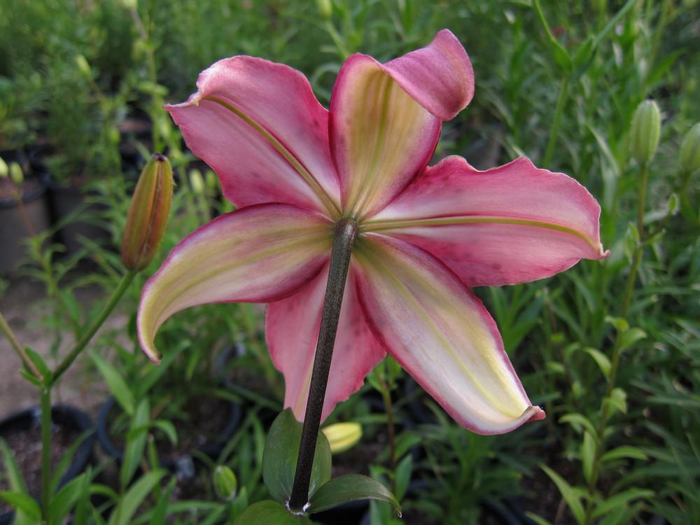 New brusmark and Tango spotted lily seedlings photos in the Lilies ...