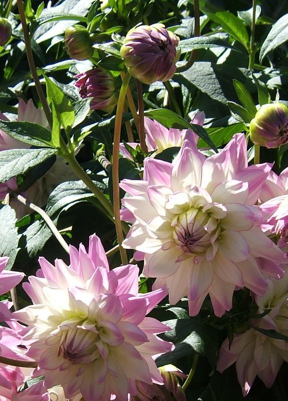 Photo of the closeup of buds, sepals and receptacles of Dahlia ...