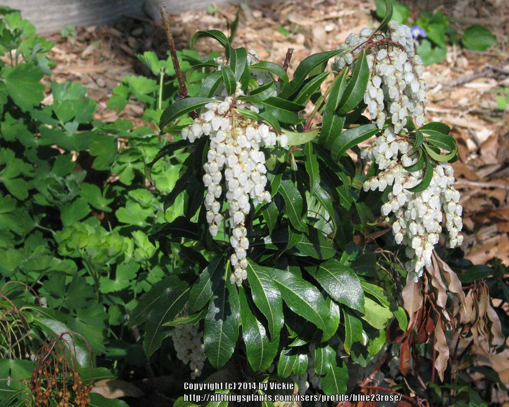 Japanese Andromeda (Pieris japonica 'Red Head') - Garden.org