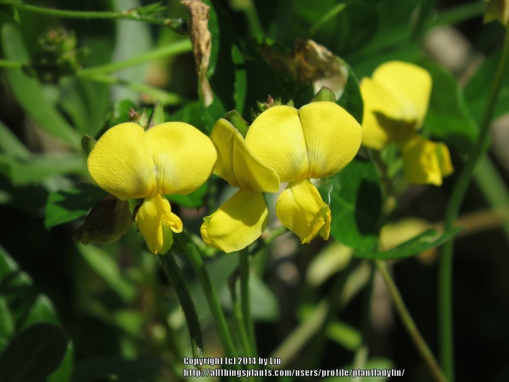 Beach Pea (Vigna marina) - Garden.org