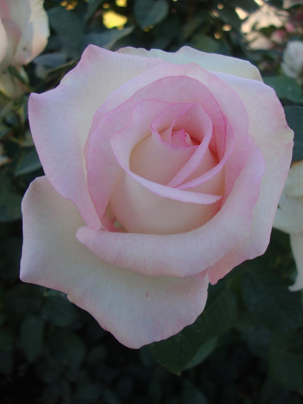 Photo of the bloom of Rose (Rosa Moonstone™) posted by Paul2032 ...