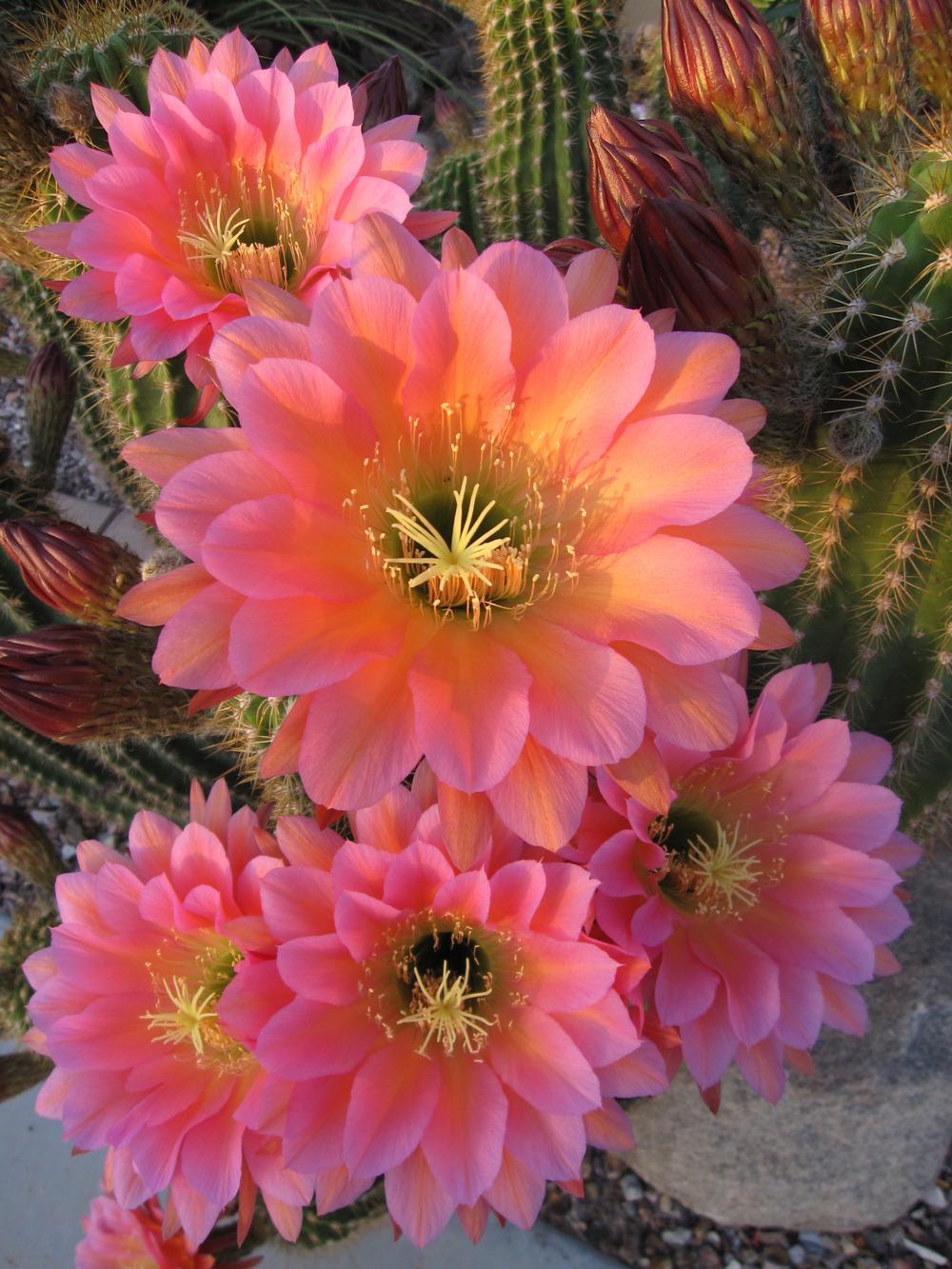 Got my vote for best in show in The 2014 All Things Plants Photo ...