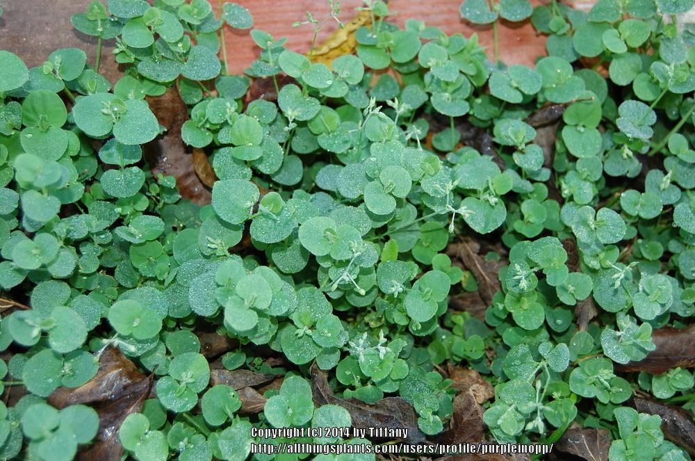 Photo of the entire plant of West Indian Chickweed (Drymaria cordata ...