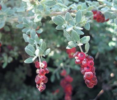 Spiny Saltbush (Chenopodium spinescens) - Garden.org