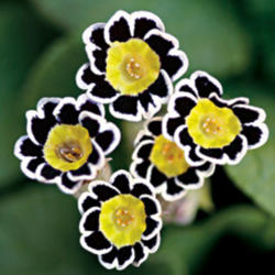 Silver-Laced Primrose (Primula 'Victoriana Silver Lace Black') in the ...