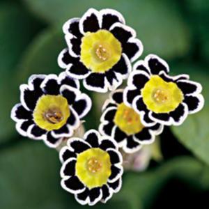 Silver-Laced Primrose (Primula 'Victoriana Silver Lace Black') in the ...