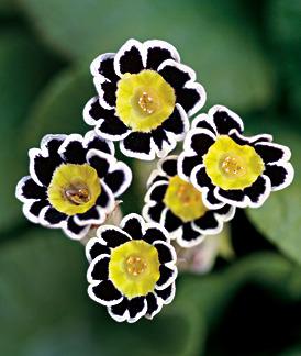 Photo of the bloom of Silver-Laced Primrose (Primula 'Victoriana Silver ...