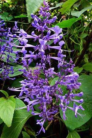 Photo of the bloom of Large Spur-Flower Bush (Plectranthus ecklonii ...