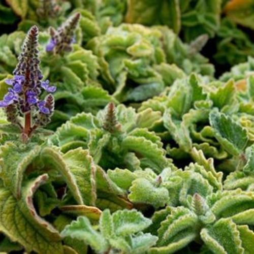 Plectranthus (Plectranthus cremnus) - Garden.org