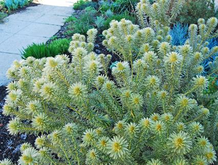 Phylica (Phylica pubescens) - Garden.org