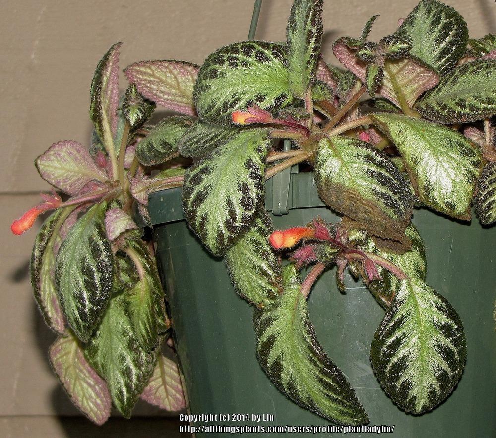 Photo of the closeup of buds, sepals and receptacles of Flame Violet ...