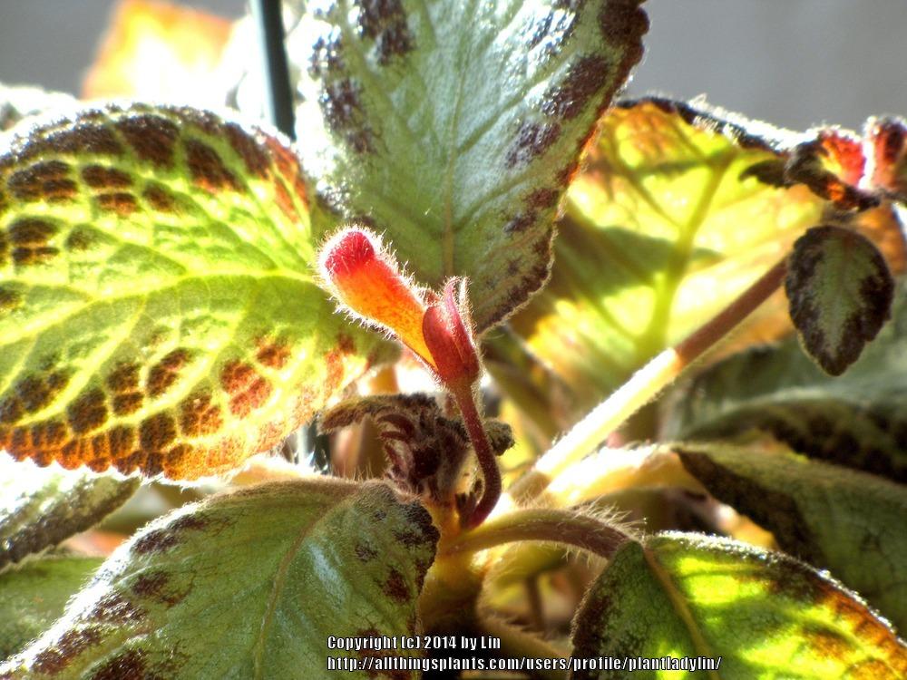 Photo of the closeup of buds, sepals and receptacles of Flame Violet ...