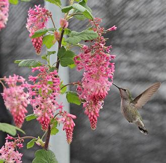 Redflower Currant (Ribes sanguineum var. glutinosum 'Claremont') in the ...