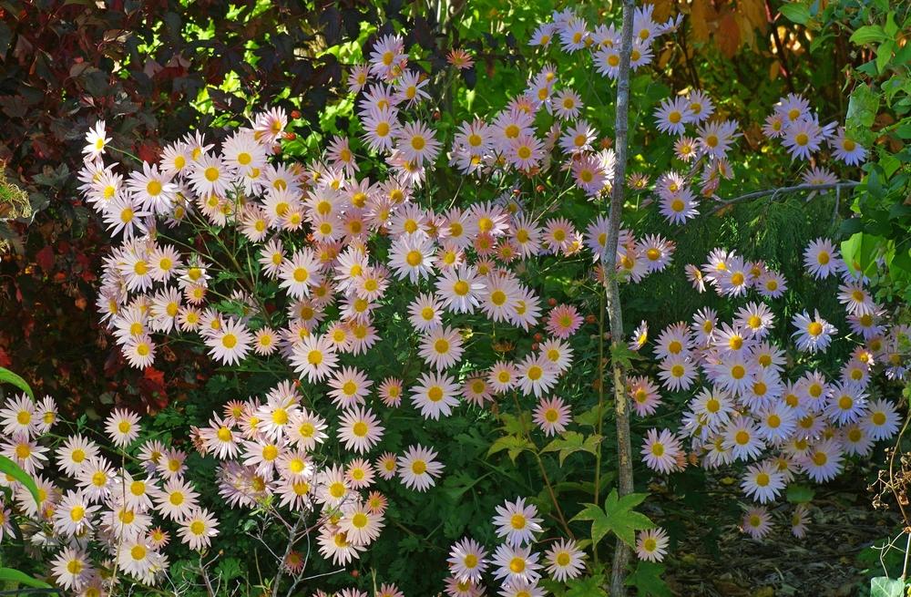 Photo of the bloom of Hardy Chrysanthemum (Chrysanthemum 'Hillside ...