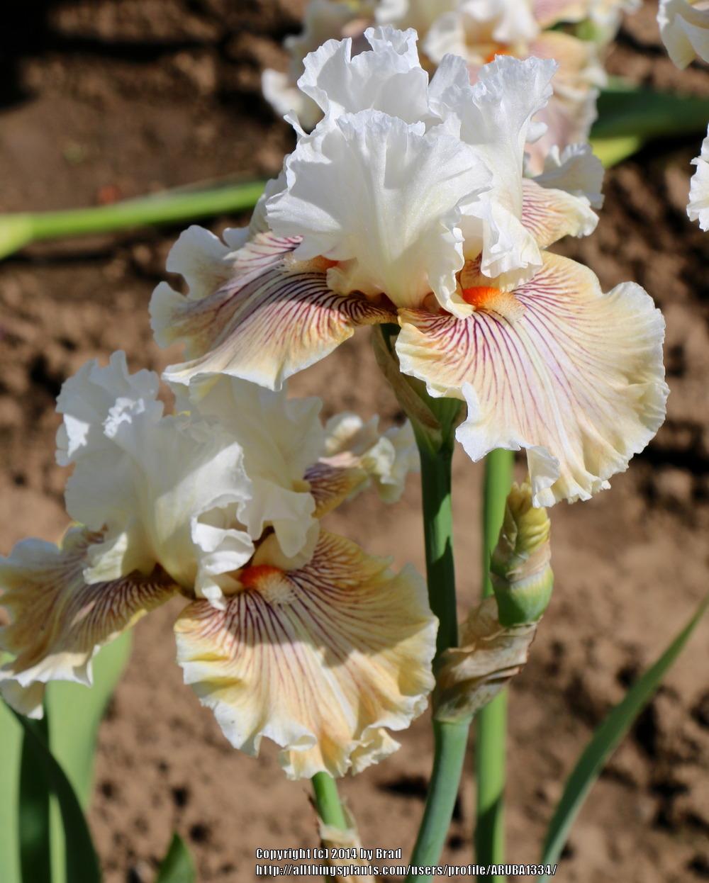 Photo of the bloom of Tall Bearded Iris (Iris 'Hello Darling') posted ...