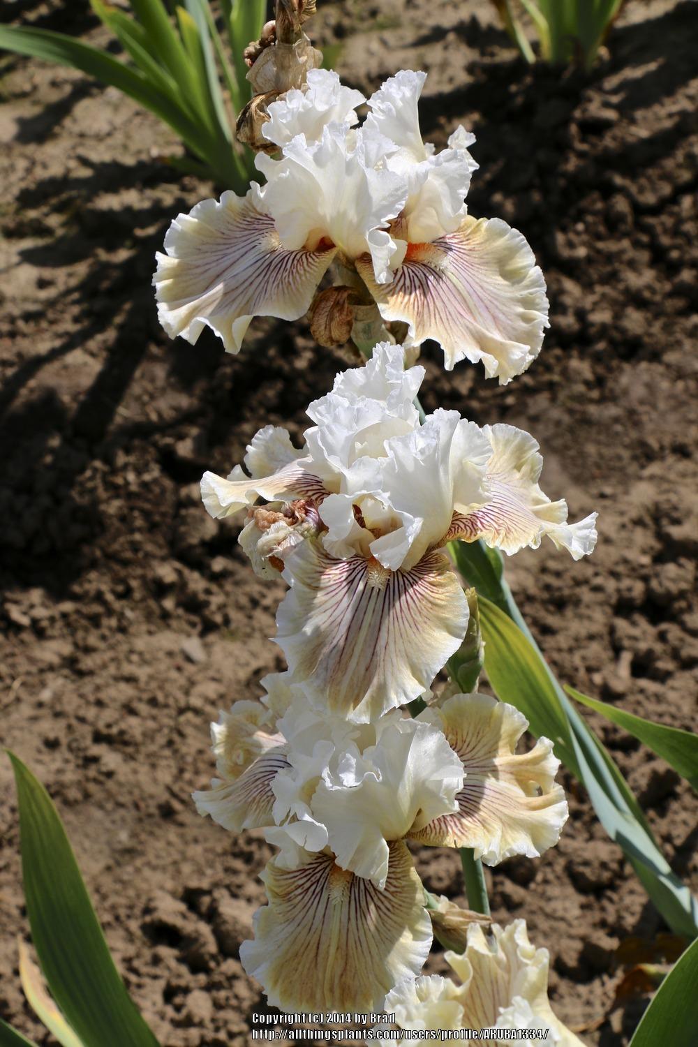 Photo of the bloom of Tall Bearded Iris (Iris 'Hello Darling') posted ...
