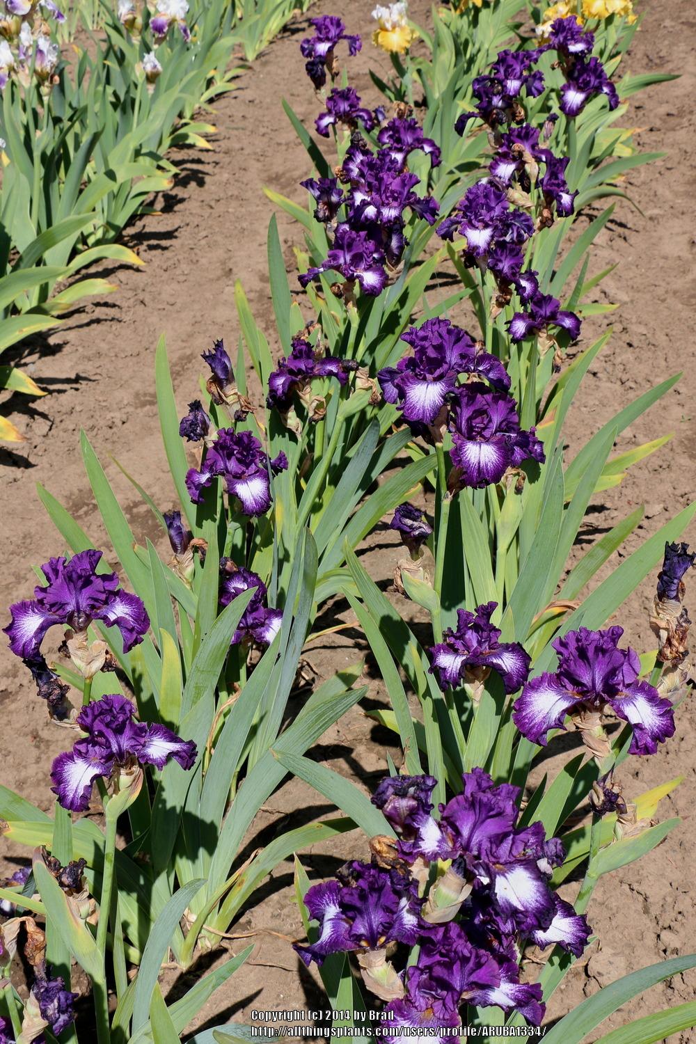 Photo of the bloom of Tall Bearded Iris (Iris 'Midnight Velvet') posted ...