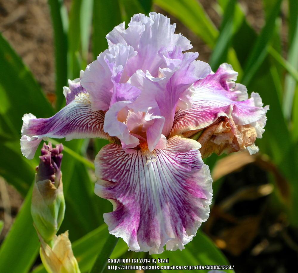 Tall Bearded Iris (Iris 'Die Laughing') in the Irises Database - Garden.org