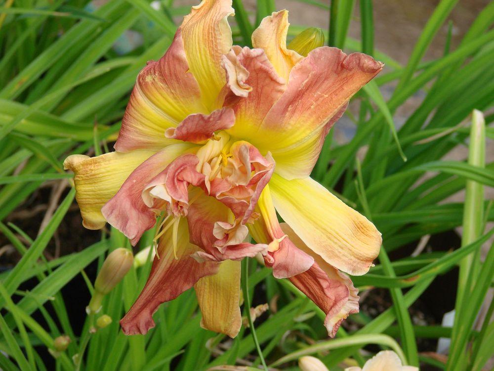 Photo of the bloom of Daylily (Hemerocallis 'Longfields Twins') posted ...