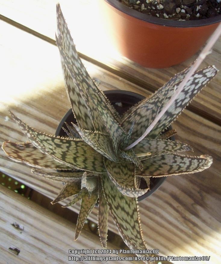 Photo of the entire plant of Aloe 'Lizard Lips' posted by ...