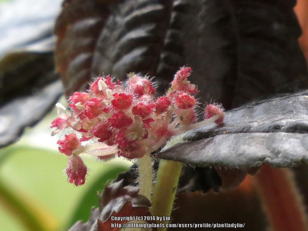 Photo of the closeup of buds, sepals and receptacles of Aluminum Plant ...