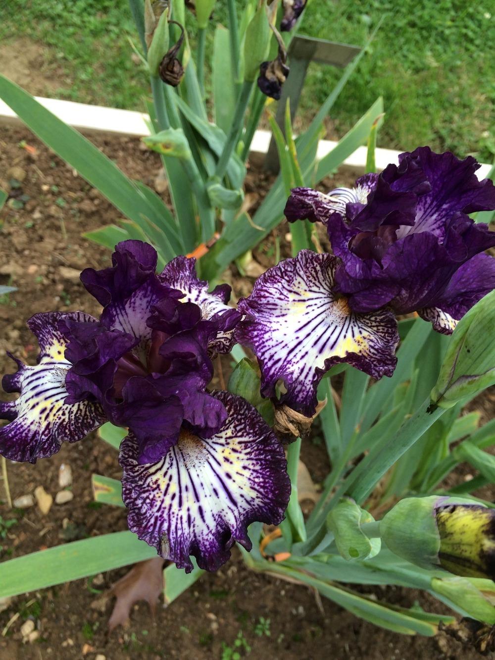 Photo of the bloom of Intermediate Bearded Iris (Iris 'Fall Line ...
