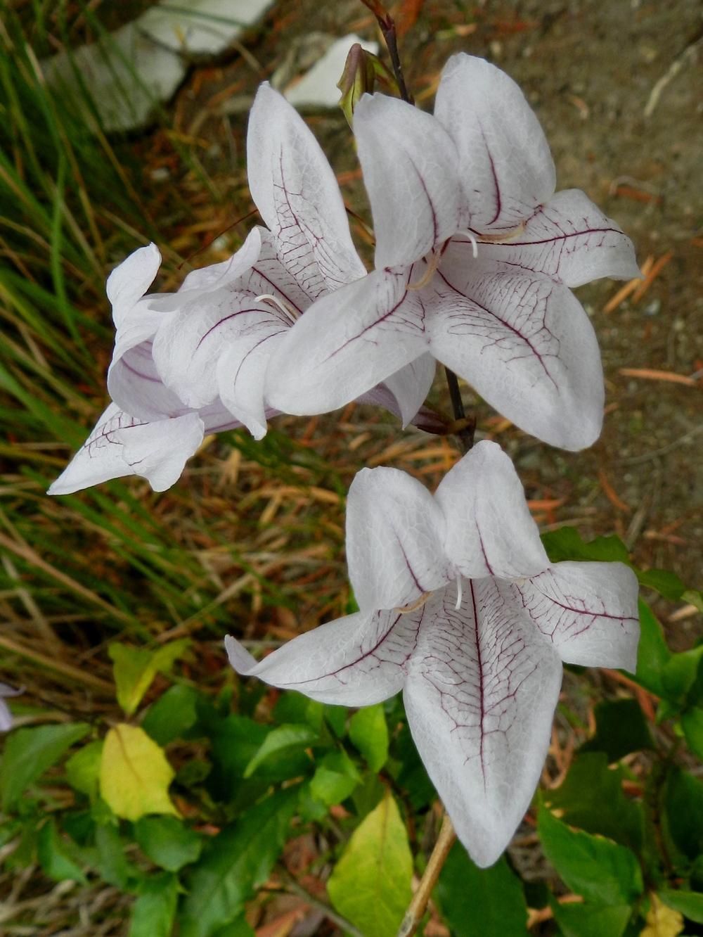 Forest Bell Bush (Mackaya bella) - Garden.org