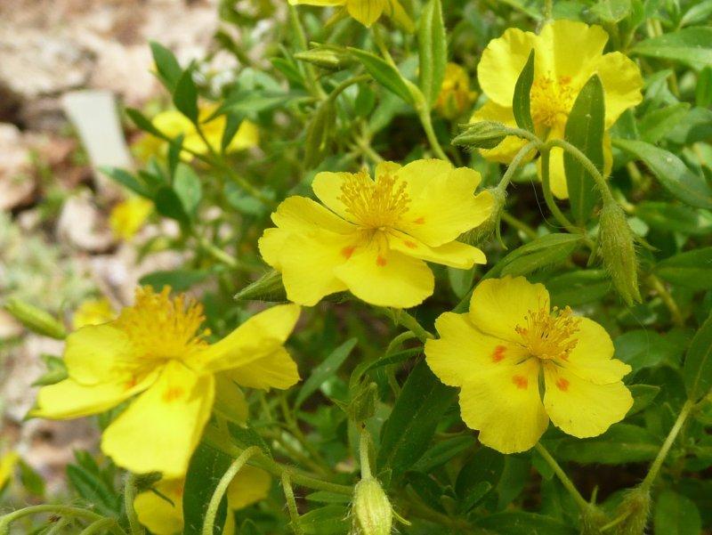 Helianthemum lunulatum - Garden.org