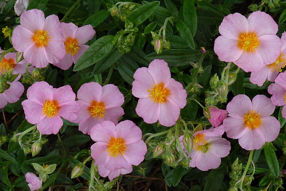 Helianthemum 'Lawrenson's Pink' - Garden.org