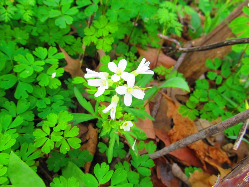 Photo of the bloom of Cutleaf Toothwort (Cardamine concatenata) posted ...