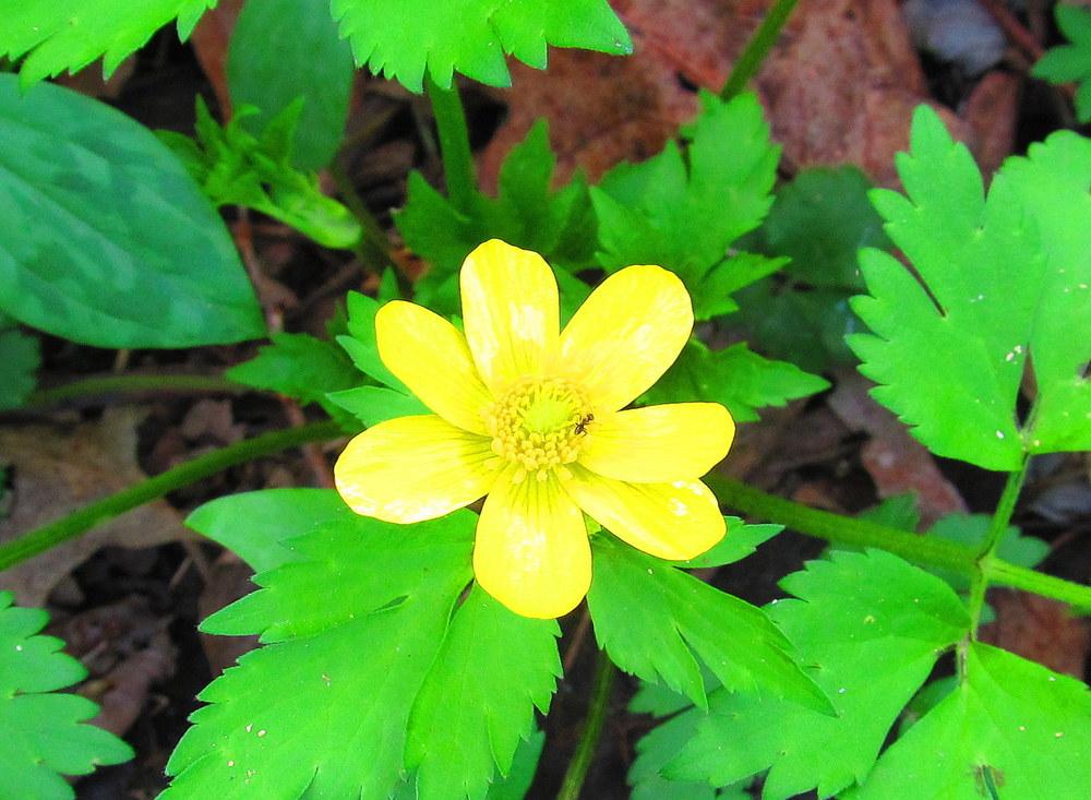 Photo of the leaves of Hispid Buttercup (Ranunculus hispidus) posted by ...