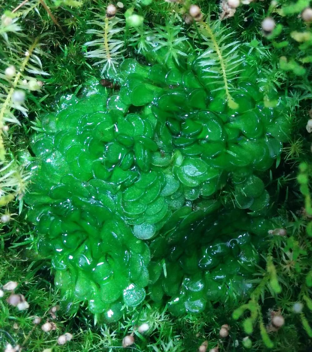 Corkscrew Plant (Genlisea aurea) - Garden.org