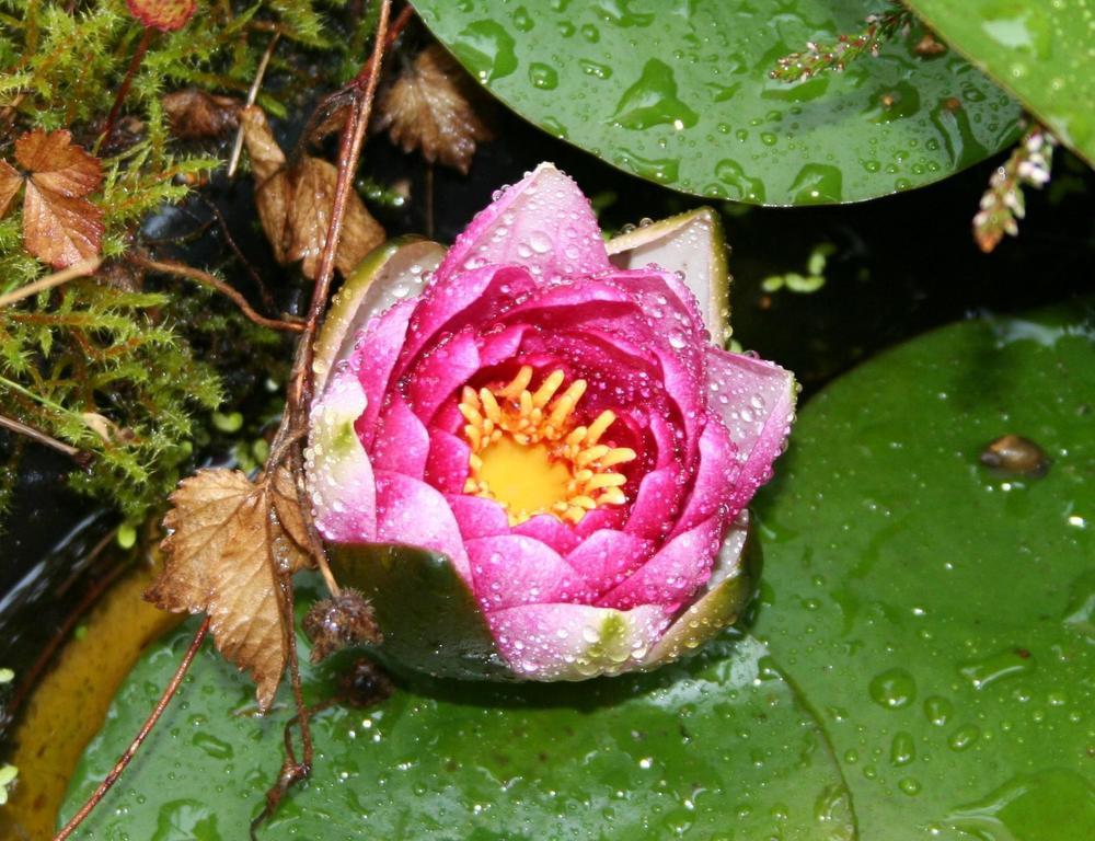 Hardy Water Lily (Nymphaea tetragona 'Pygmaea Rubra') in the Nymphaeas ...