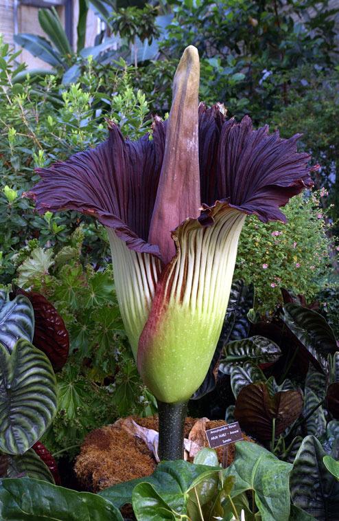 Amorphophallus: Plant Care and Collection of Varieties - Garden.org