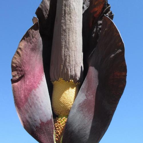 Voodoo Plant (Amorphophallus maximus) in the Amorphophallus Database ...