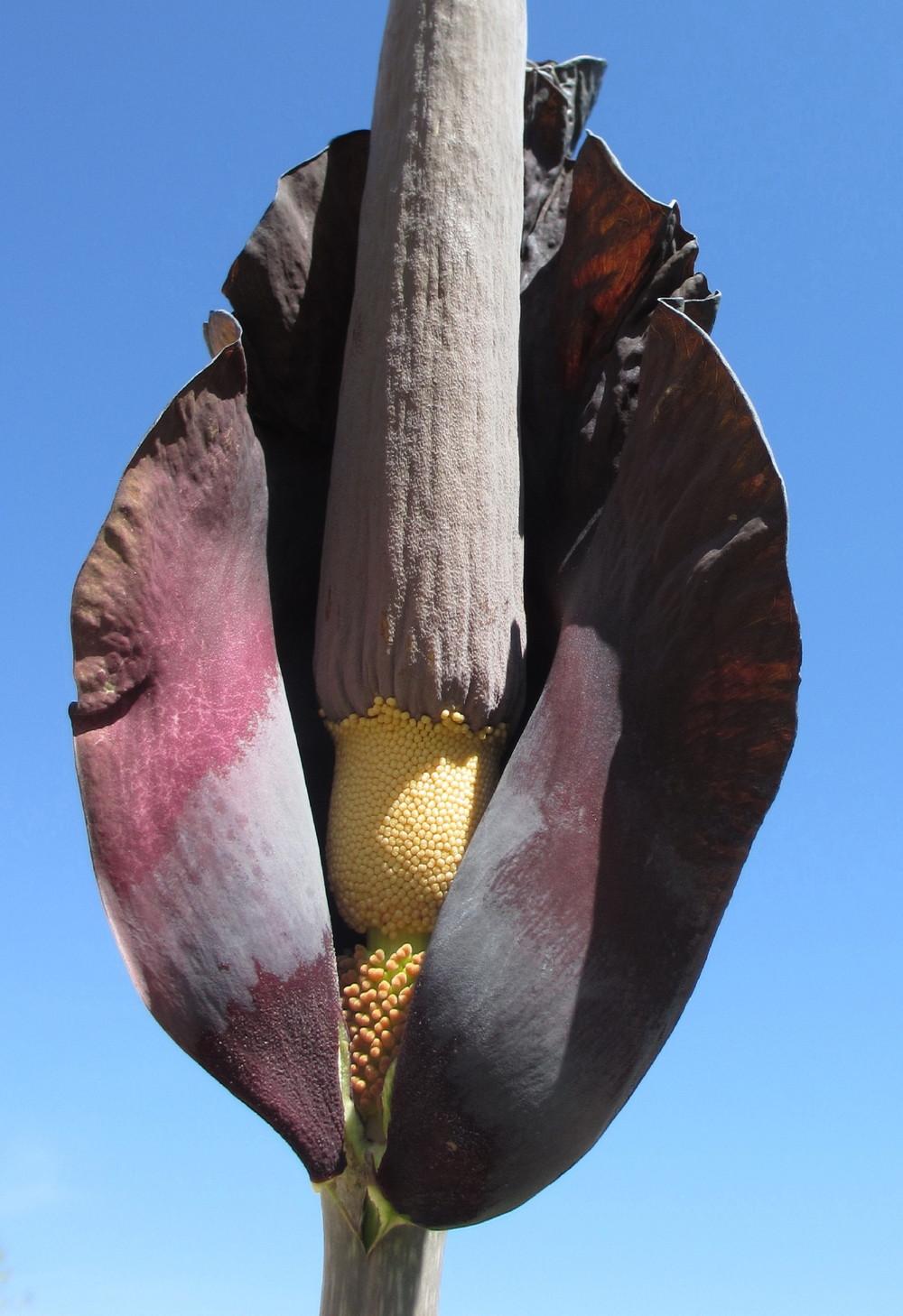 Voodoo Plant (Amorphophallus maximus) in the Amorphophallus Database ...