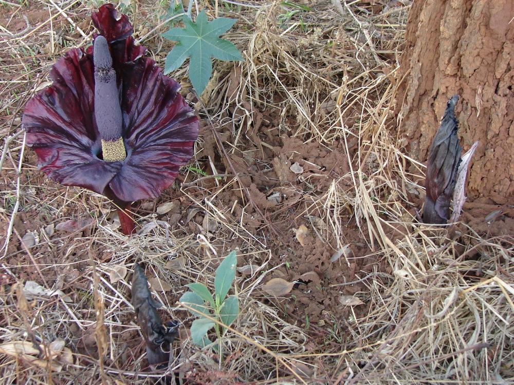 Voodoo Plant (Amorphophallus mossambicensis) in the Amorphophallus ...