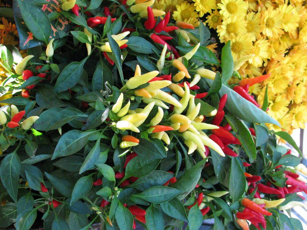 Photo of the entire plant of Pepper (Capsicum annuum) posted by jmorth ...