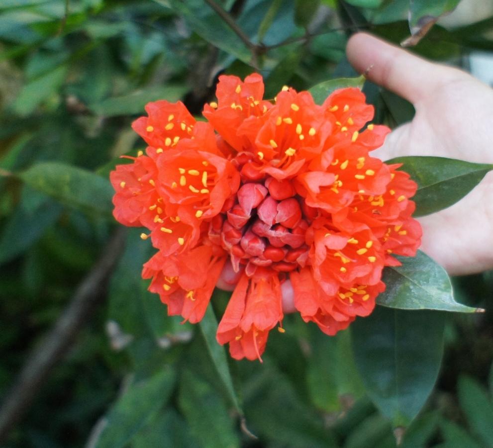 Rose of Venezuela (Brownea grandiceps) - Garden.org