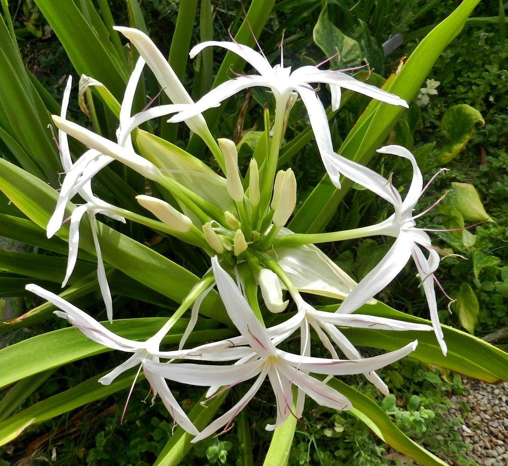 Crinum (Crinum asiaticum var. pedunculatum) in the Crinums Database ...