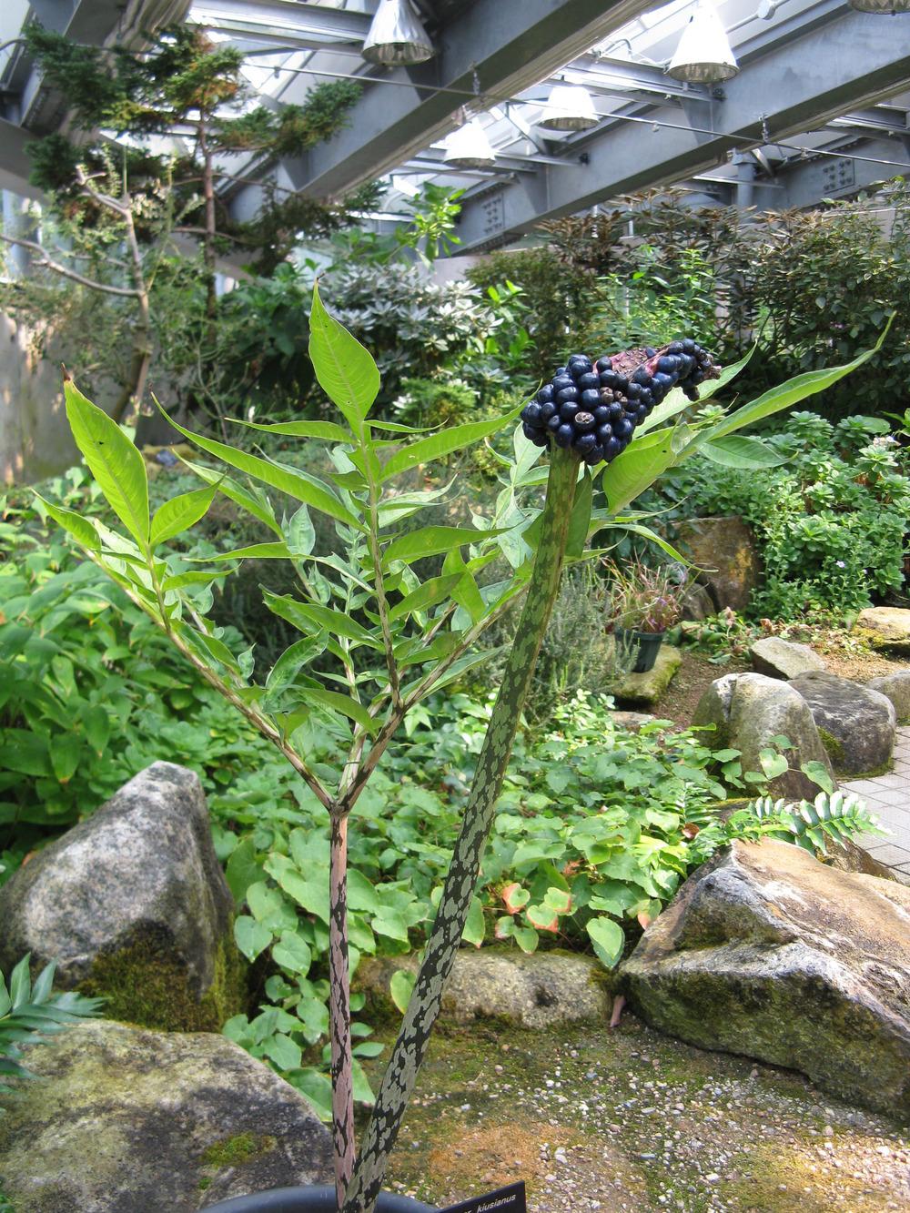 Photo of the entire plant of Voodoo Plant (Amorphophallus kiusianus ...