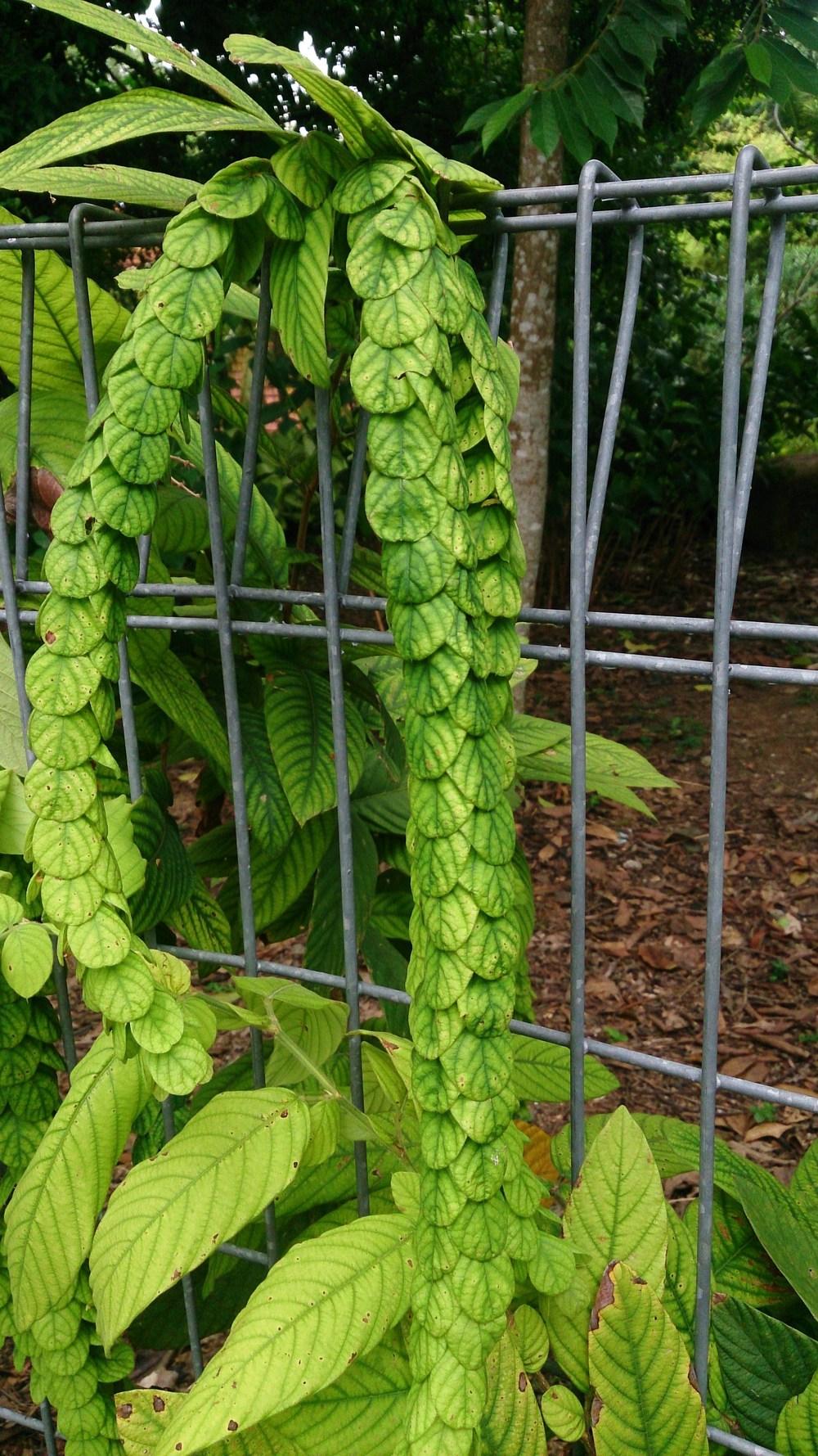 Phyllodium longipes - Garden.org