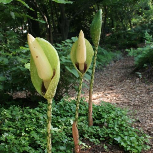 Voodoo Lily (Amorphophallus dunnii) in the Amorphophallus Database ...