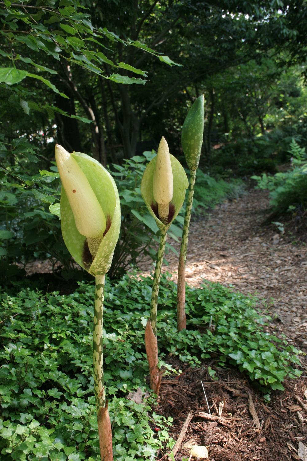 Voodoo Lily (Amorphophallus dunnii) in the Amorphophallus Database ...