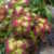 Coleus: Plant Care and Collection of Varieties - Garden.org