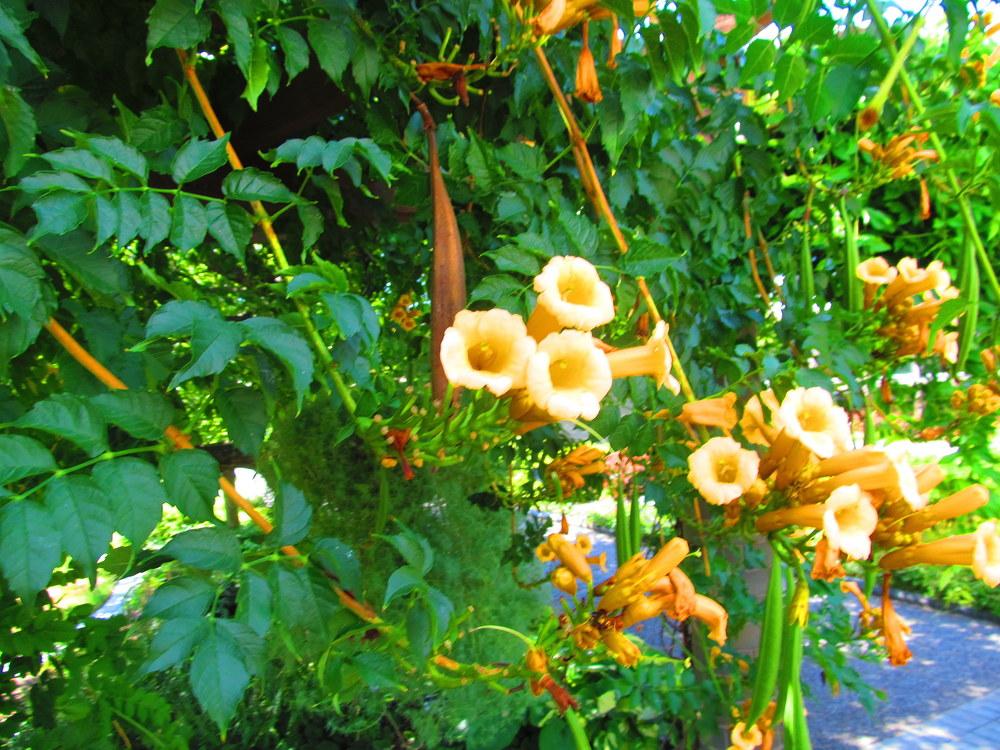 Photo of the bloom of Yellow Trumpet Vine (Campsis radicans 'Flava ...