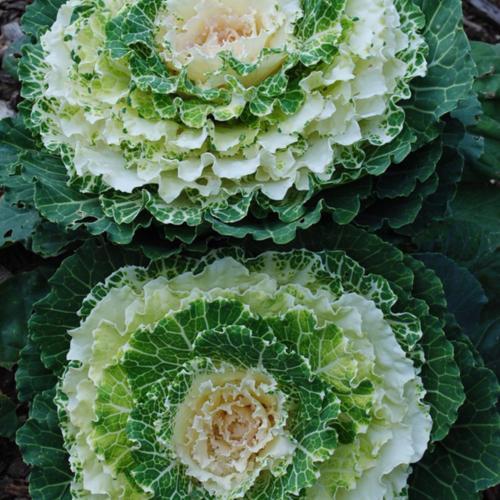 Flowering Cabbage (Brassica oleracea var. viridis Pigeon™ White) in the ...