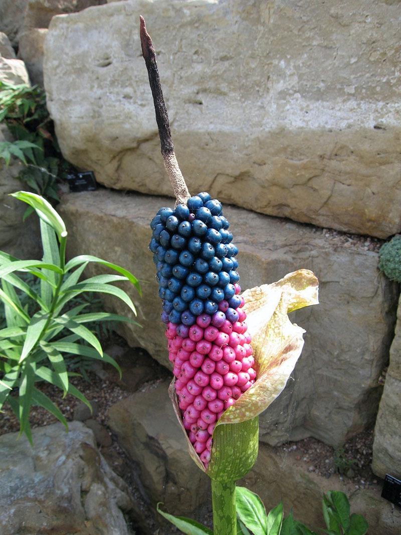 Amorphophallus: Plant Care and Collection of Varieties - Garden.org