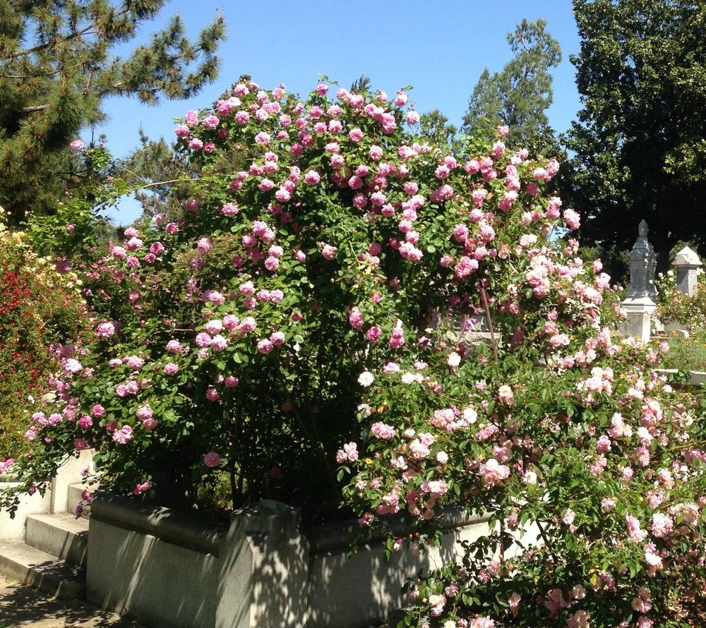 Photo of the entire plant of Hybrid Musk Rose (Rosa 'Cornelia') posted ...